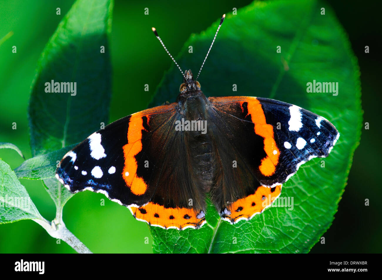 Freshly emerged red admiral butterfly at rest on leaf. Dorset, UK ...