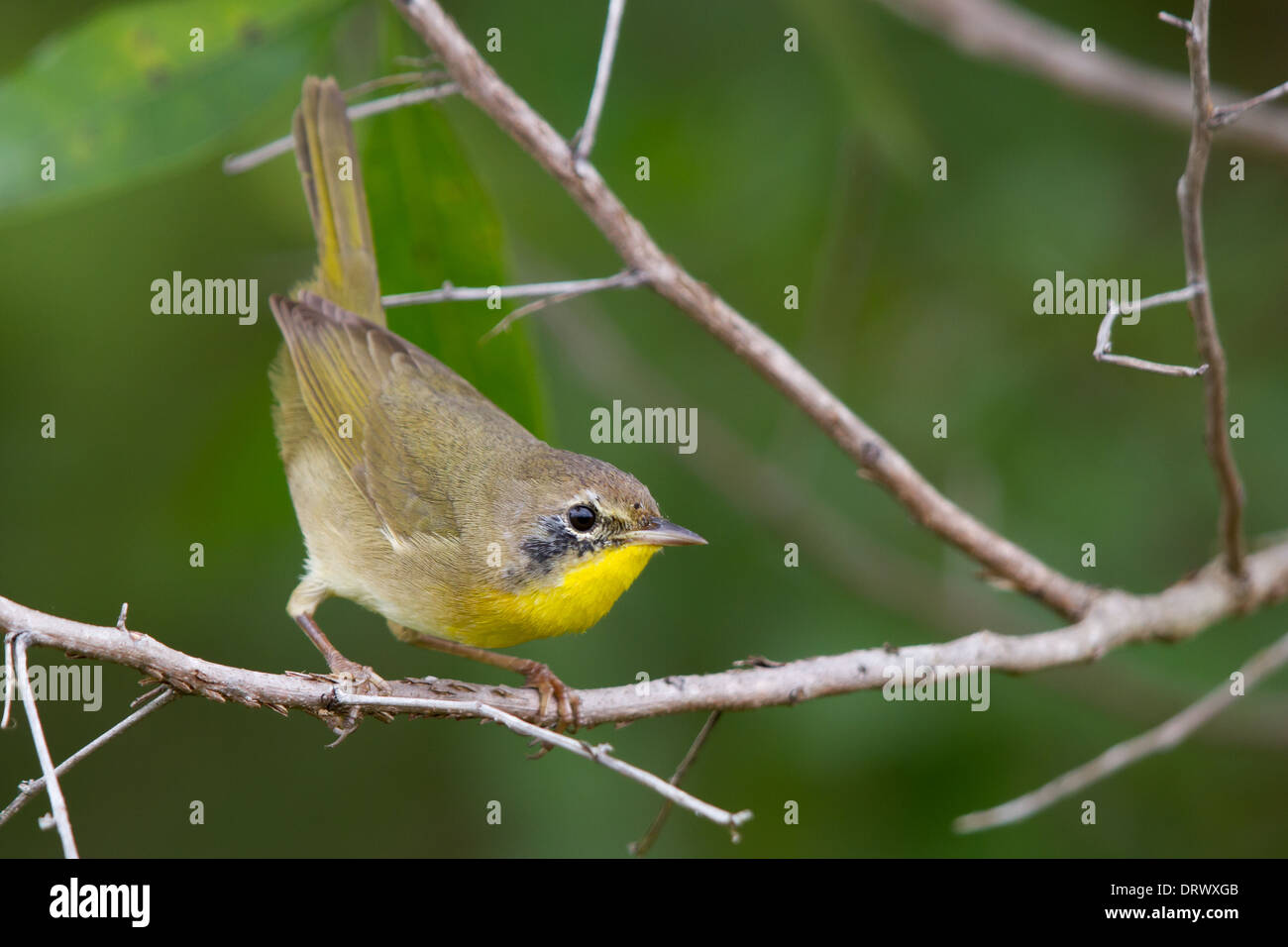 Immature male Common Yellowthroat (Geothlypis trichas Stock Photo - Alamy