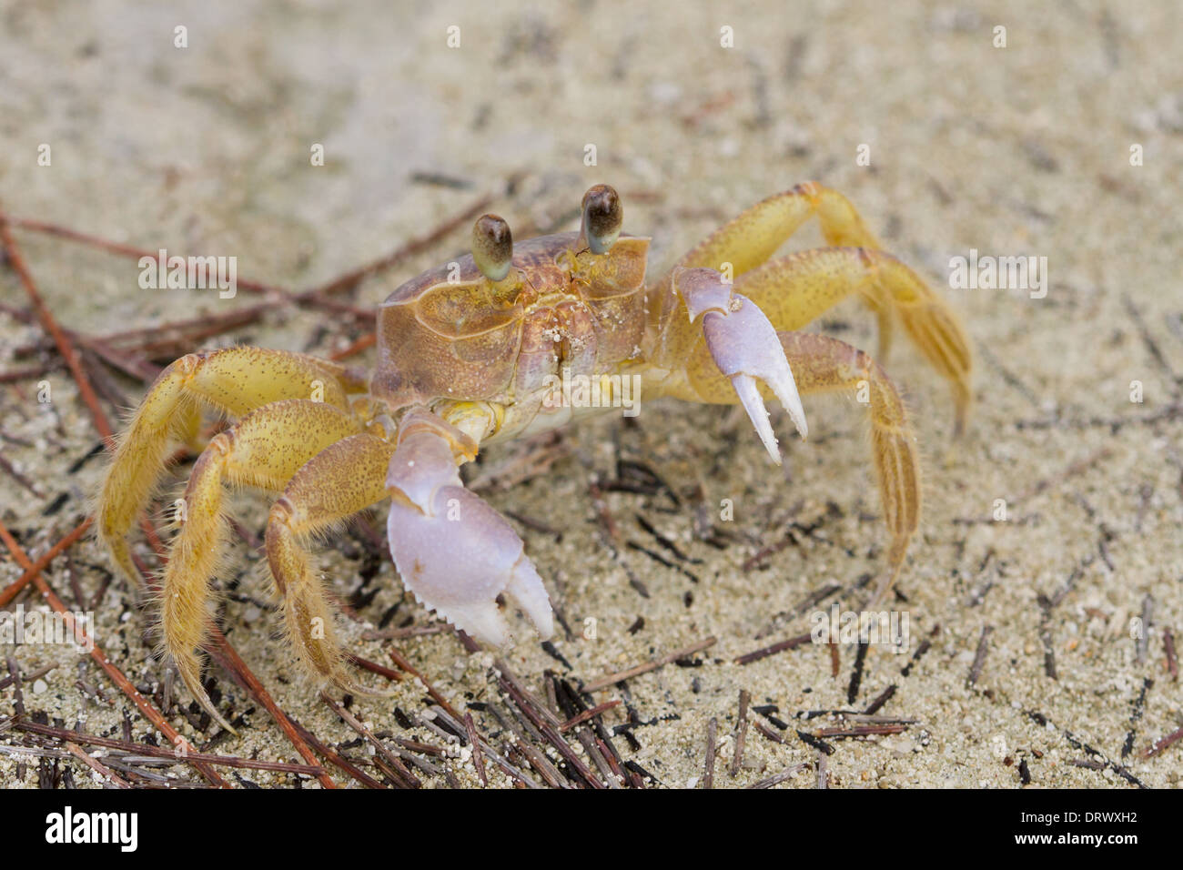 The atlantic ghost crab hi-res stock photography and images - Alamy