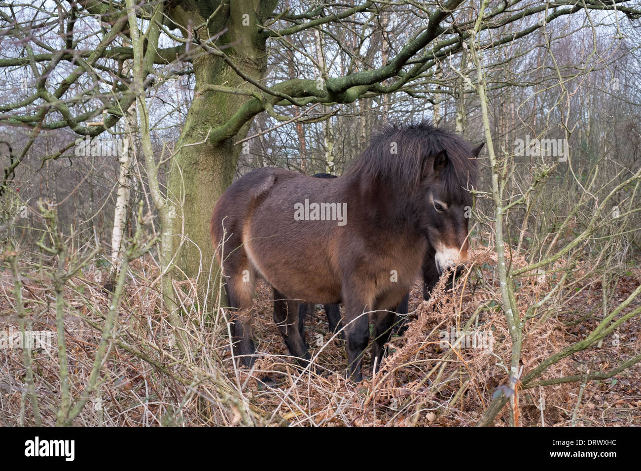 Exmoor pony in Sutton Park Stock Photo - Alamy