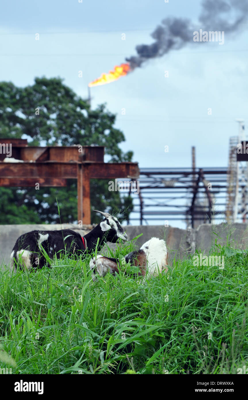 Cuba urban farming hi-res stock photography and images - Alamy