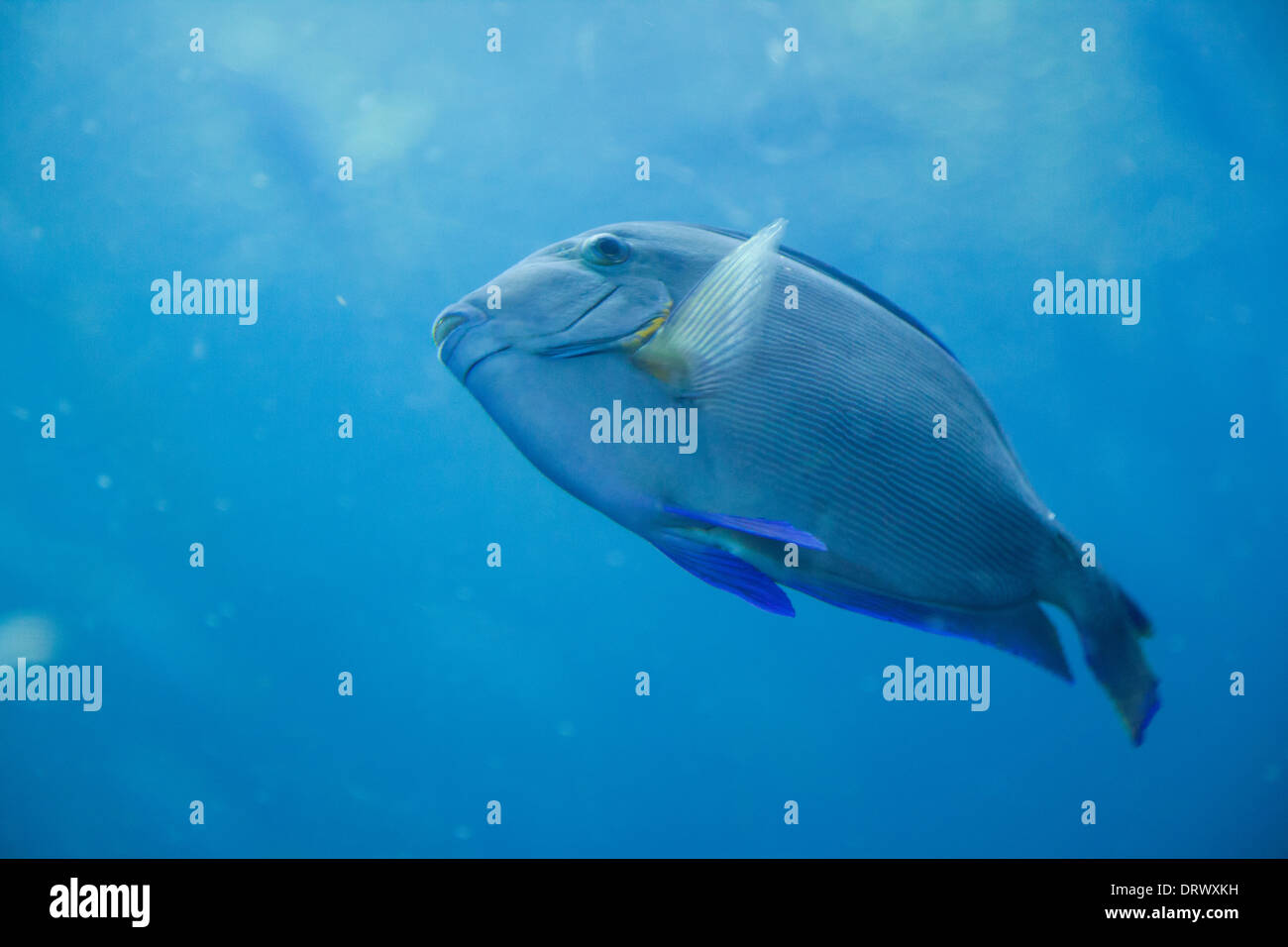 Tropical fish swim in the tanks of Atlanta's Aquarium Stock Photo - Alamy