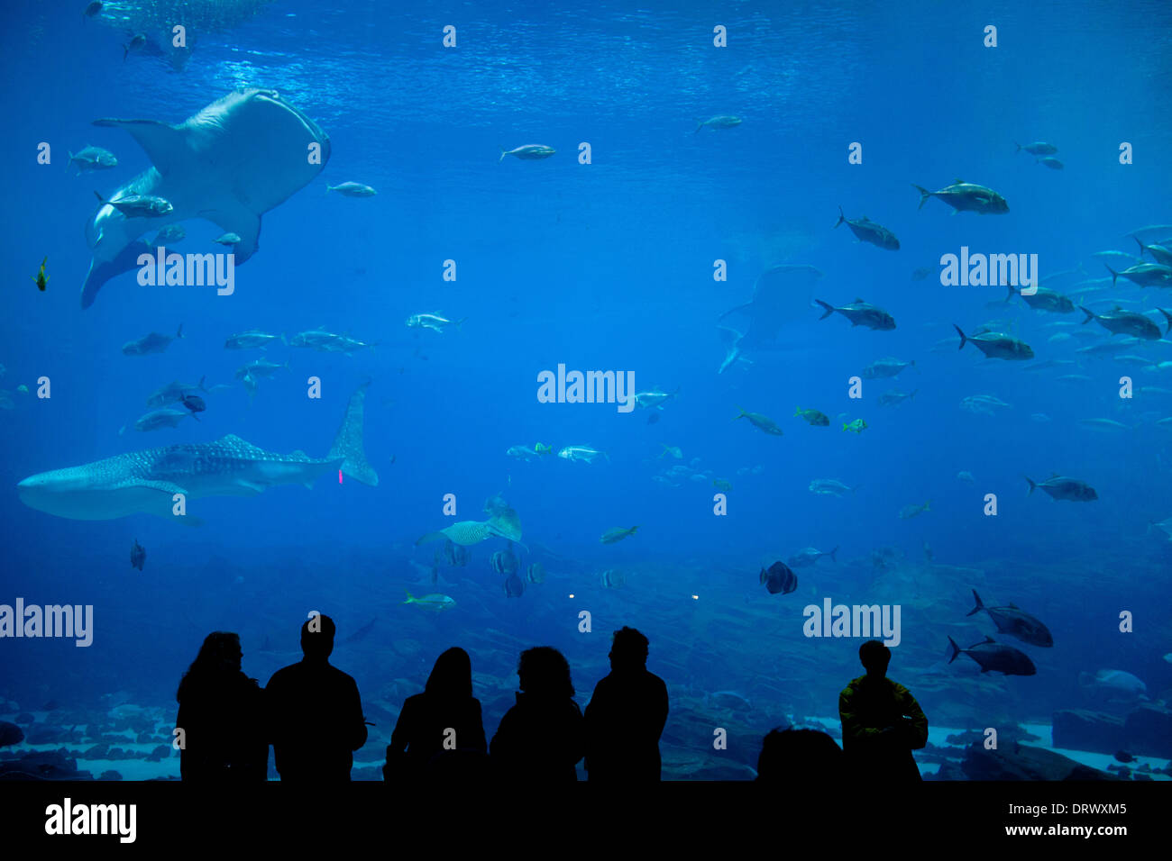 Toursit gaze on the underwater world in Atlanta's Aquarium Stock Photo ...