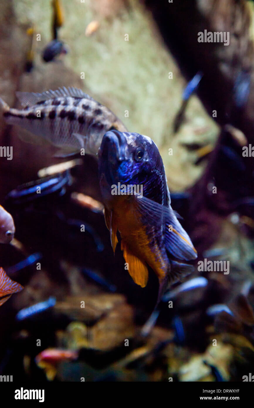 Brightly colored fish in the tropical exhibit at Atlanta's Aquarium ...