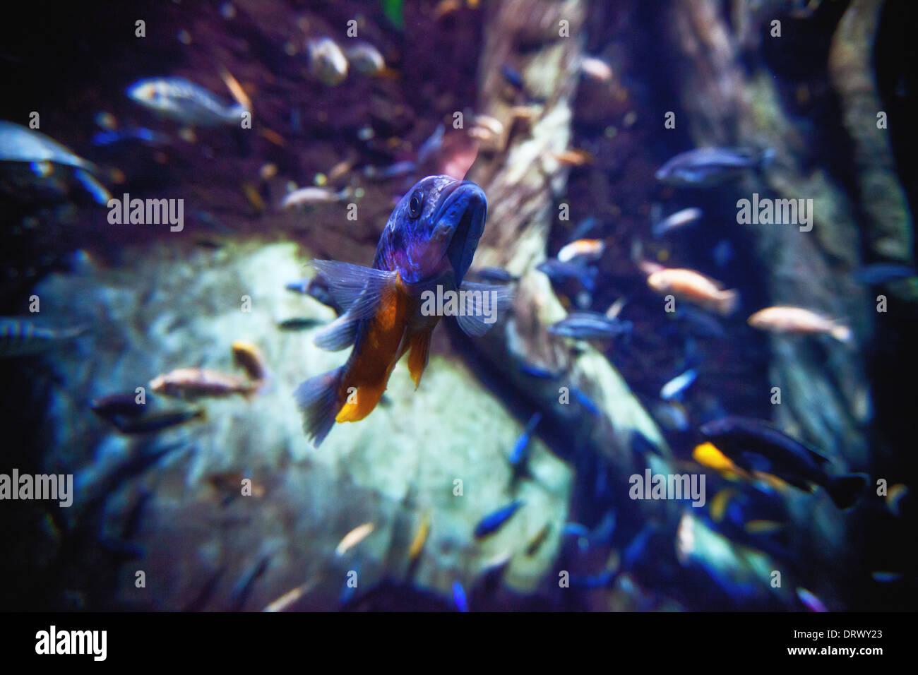 Brightly colored fish in tropical hi-res stock photography and images ...