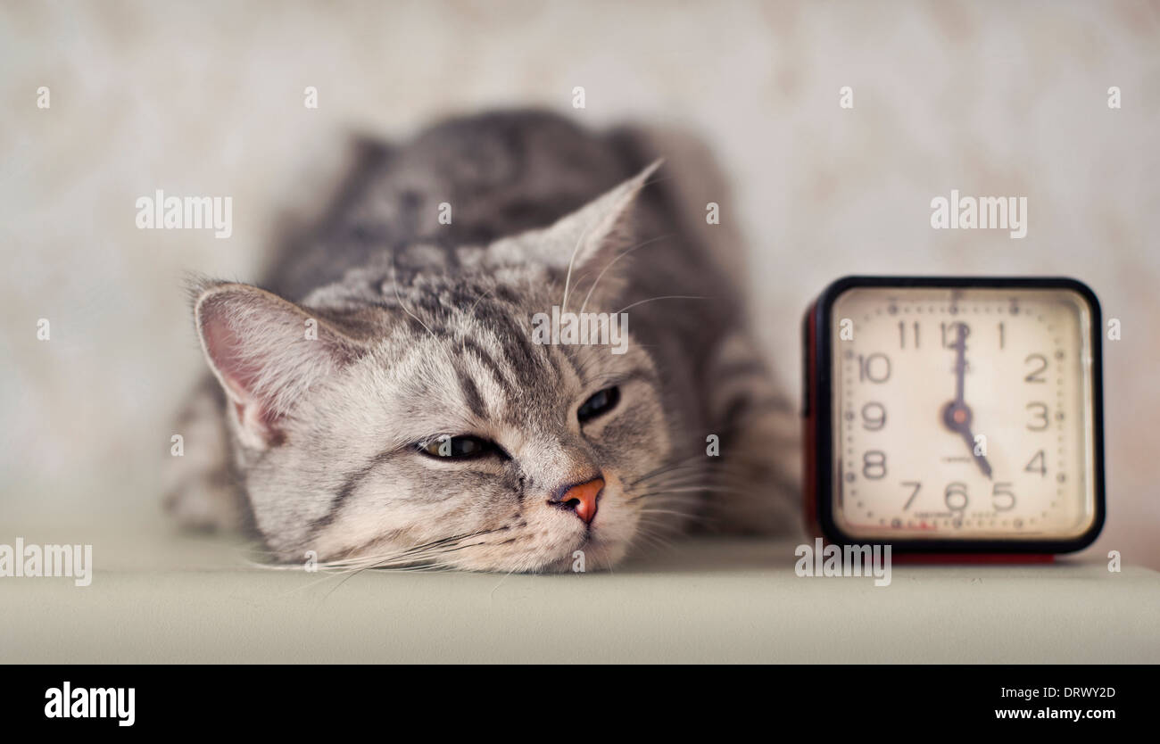 cat with clock Stock Photo - Alamy