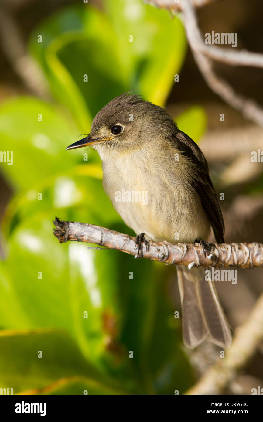 Pewee perched hi-res stock photography and images - Alamy