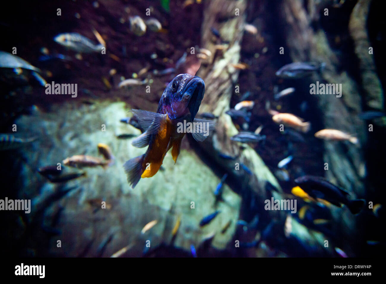Brightly colored fish in the tropical exhibit at Atlanta's Aquarium ...