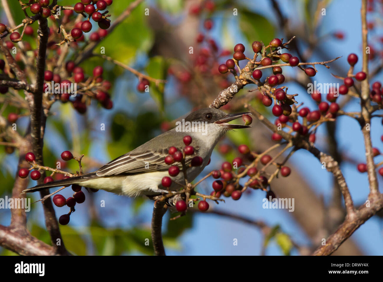 Loggerhead Kingbird (Tyrannus caudifasciatus) eating berries, Abaco ...
