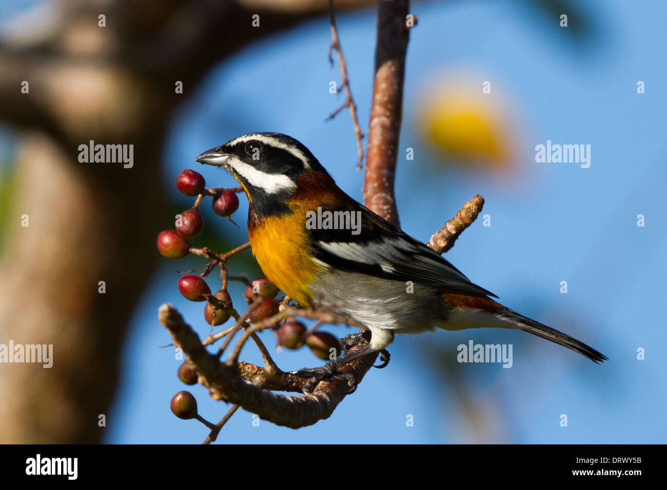 male Western Spindalis (Spindalis zena townsendi), Abaco, Bahama ...