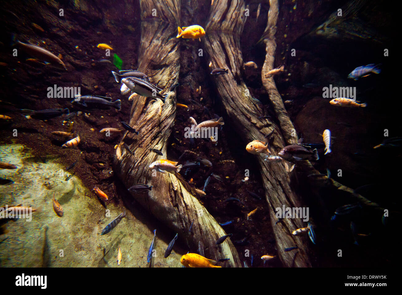 Brightly colored fish in the tropical exhibit at Atlanta's Aquarium ...