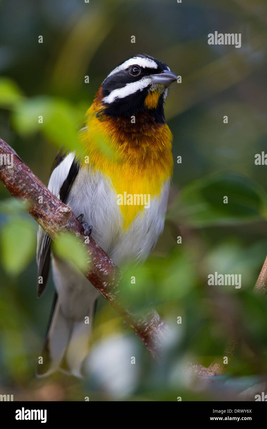 male Western Spindalis (Spindalis zena townsendi), Abaco, Bahama ...