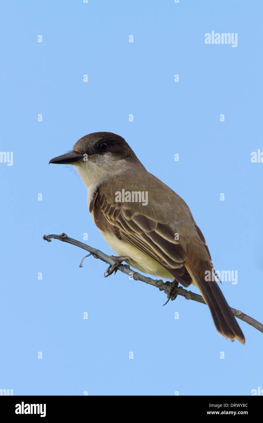 Loggerhead Kingbird (Tyrannus caudifasciatus) on Abaco, Bahama Islands ...