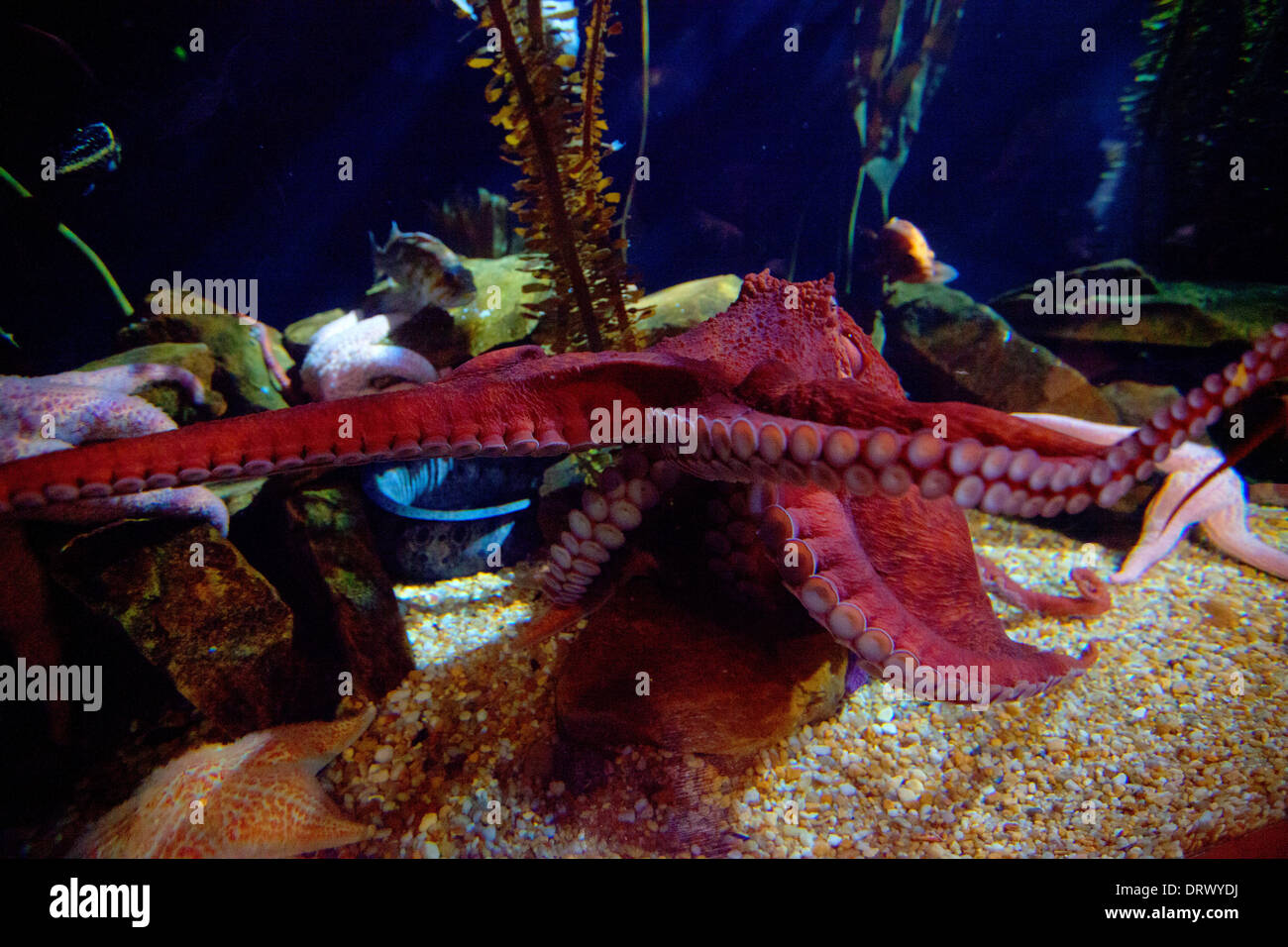 Georgia aquarium octopus hi-res stock photography and images - Alamy