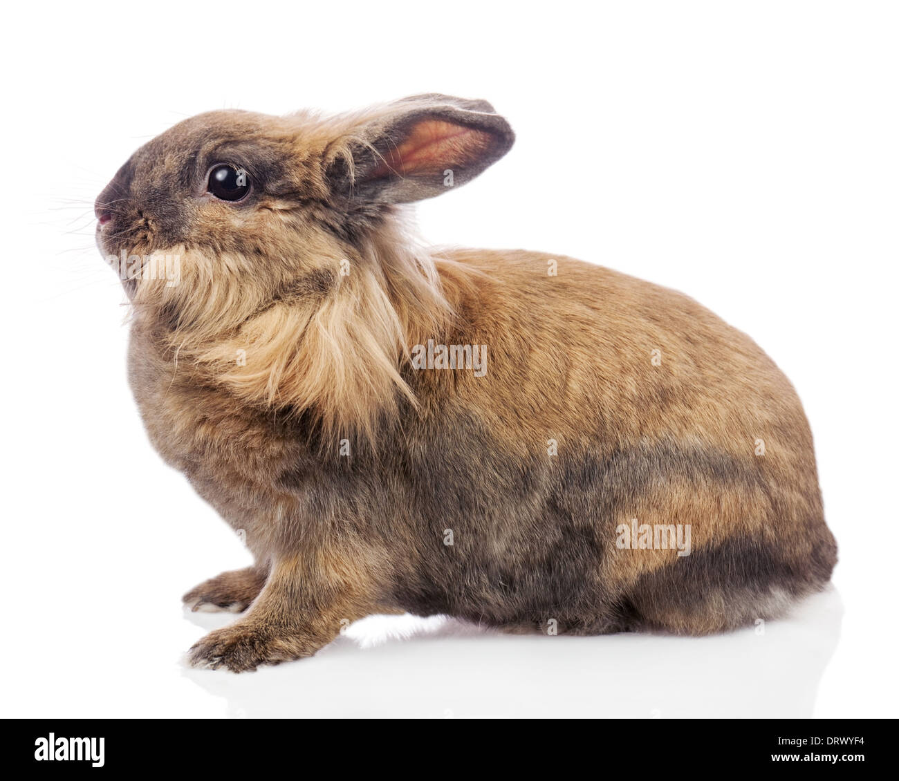 Lion head rabbit hi-res stock photography and images - Alamy