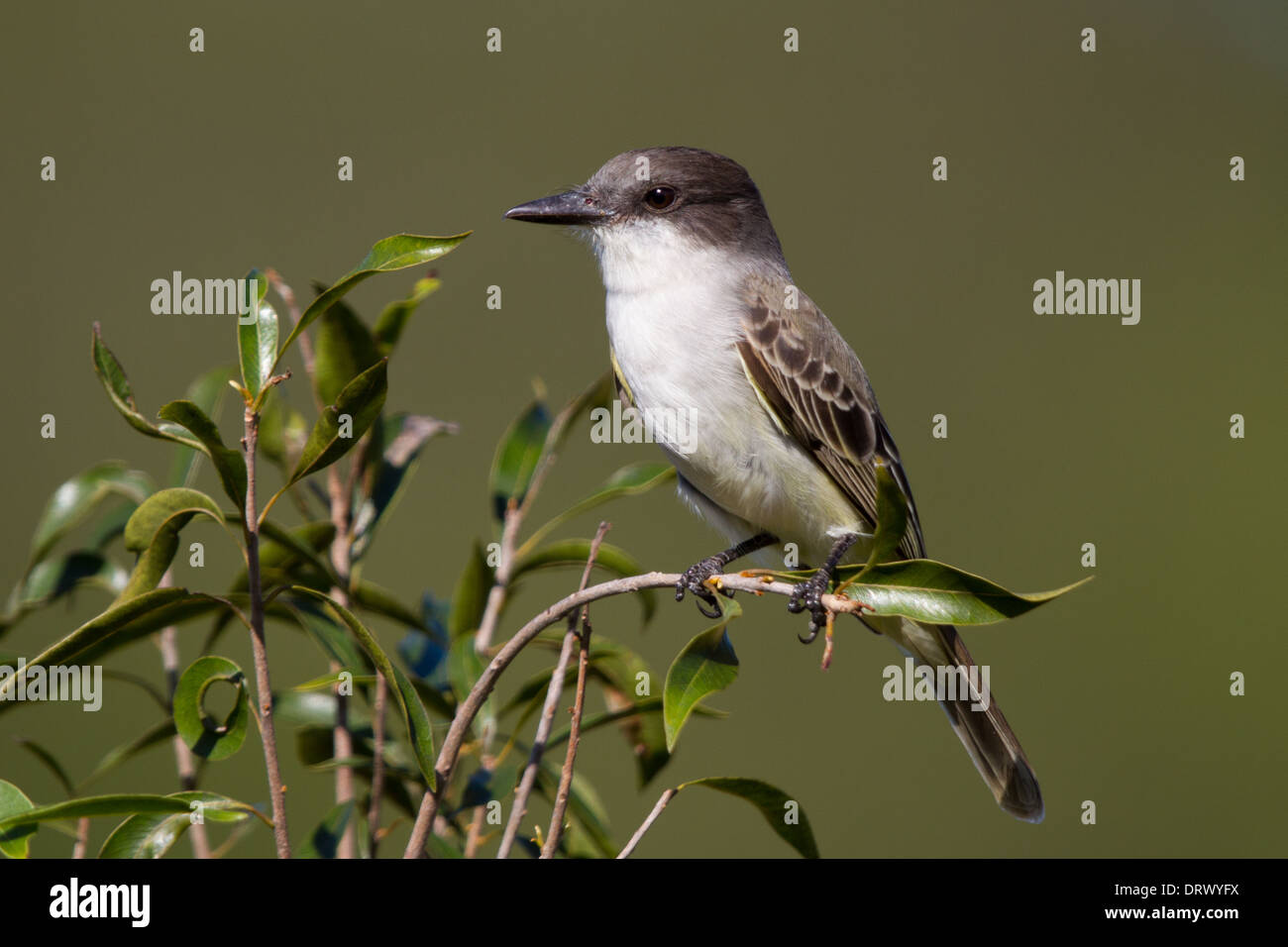 Loggerhead kingbird hi-res stock photography and images - Alamy