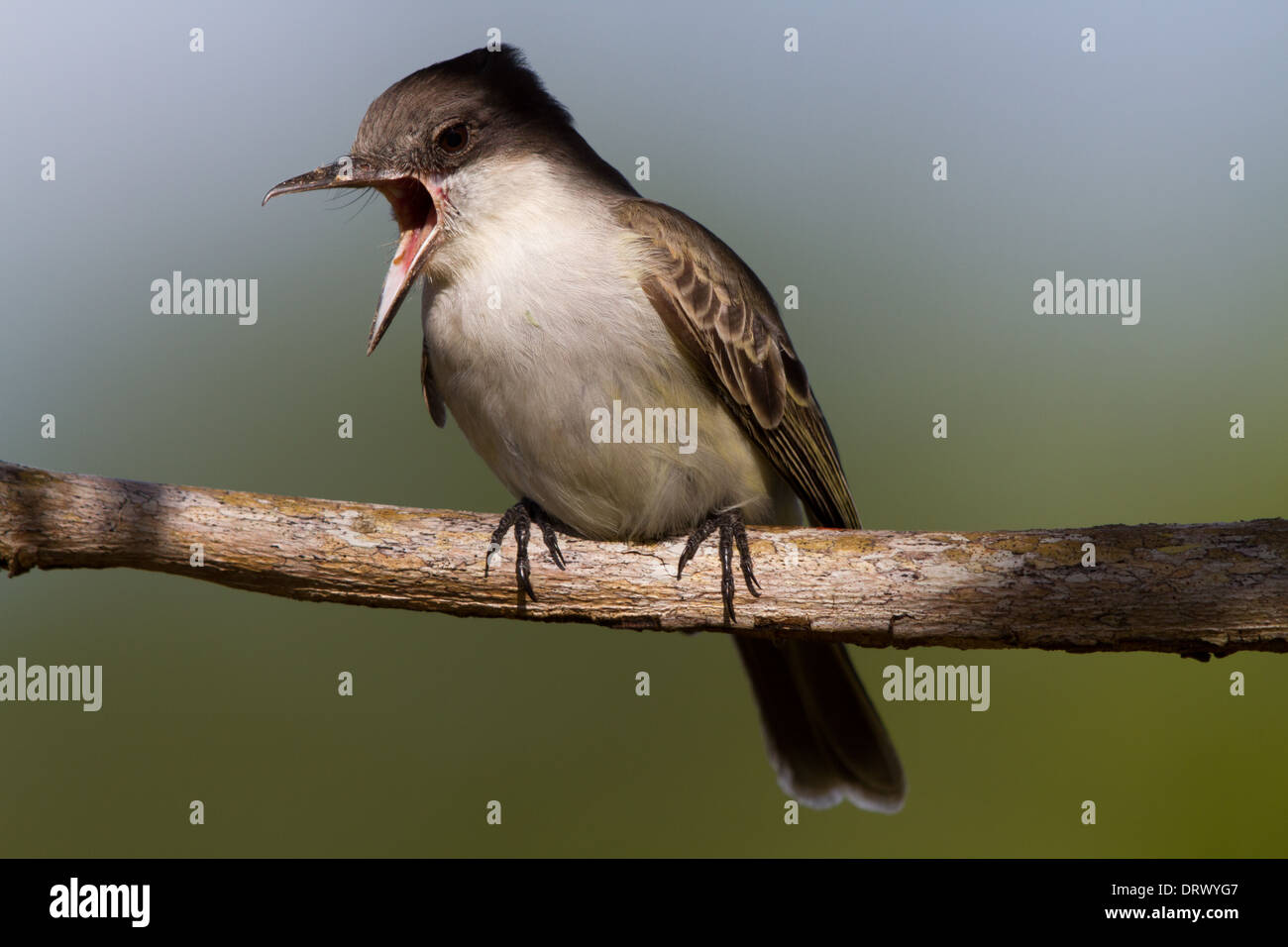 Loggerhead kingbird hi-res stock photography and images - Alamy