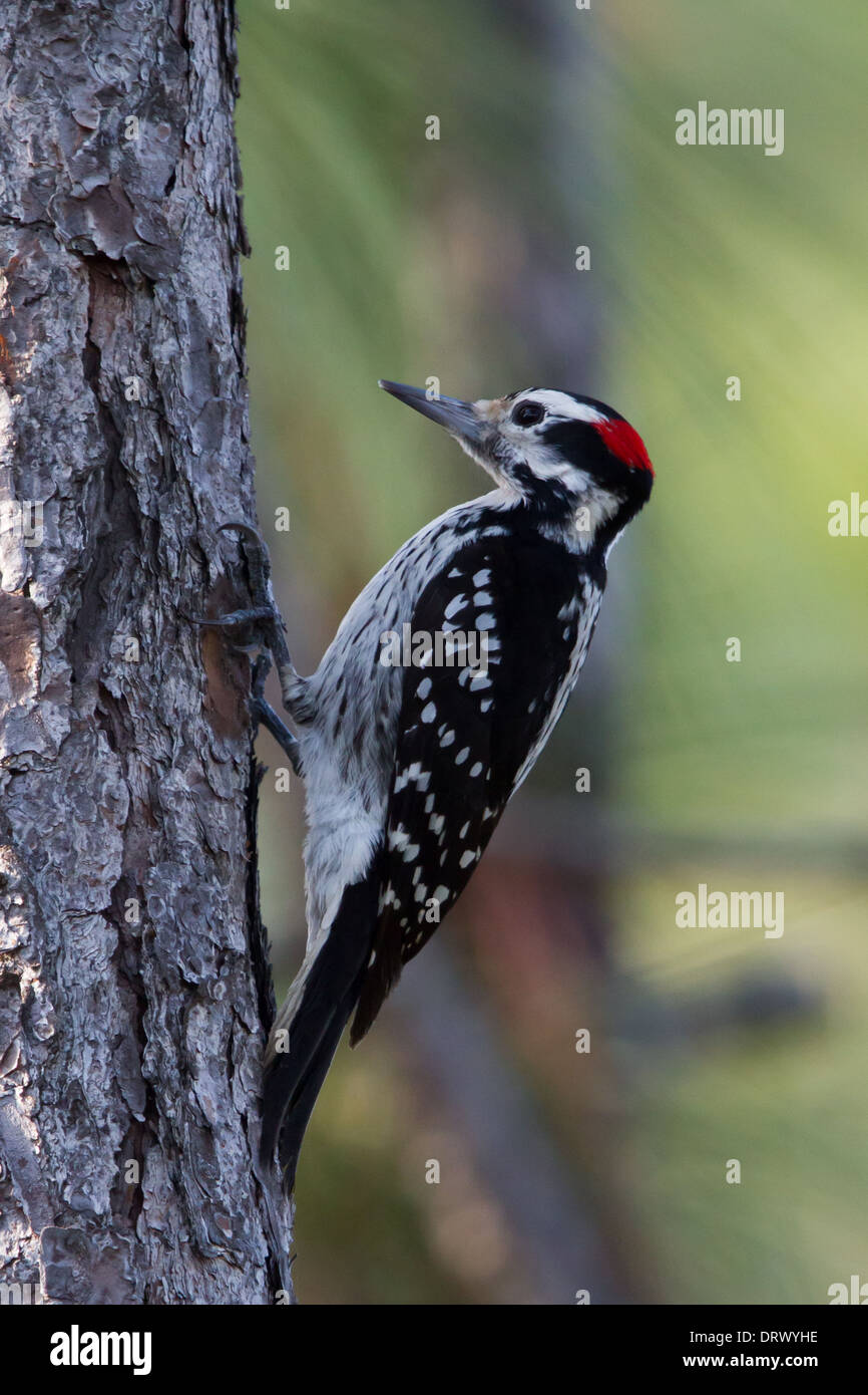 Picoides villosus maynardi hi-res stock photography and images - Alamy