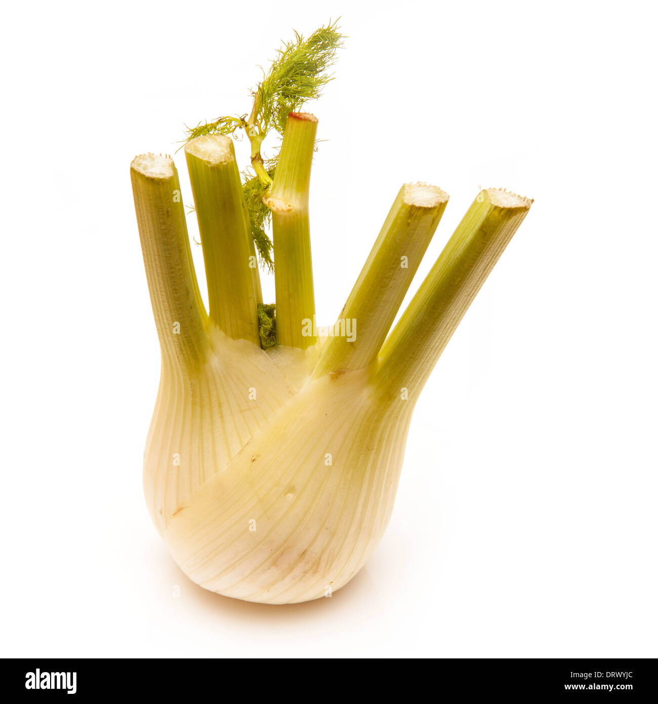 Fennel bulb hi-res stock photography and images - Alamy