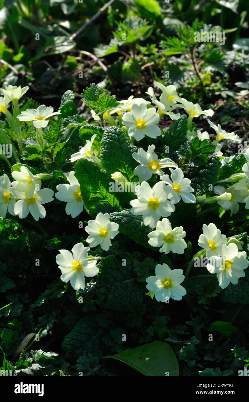 Clump in flower hi-res stock photography and images - Alamy