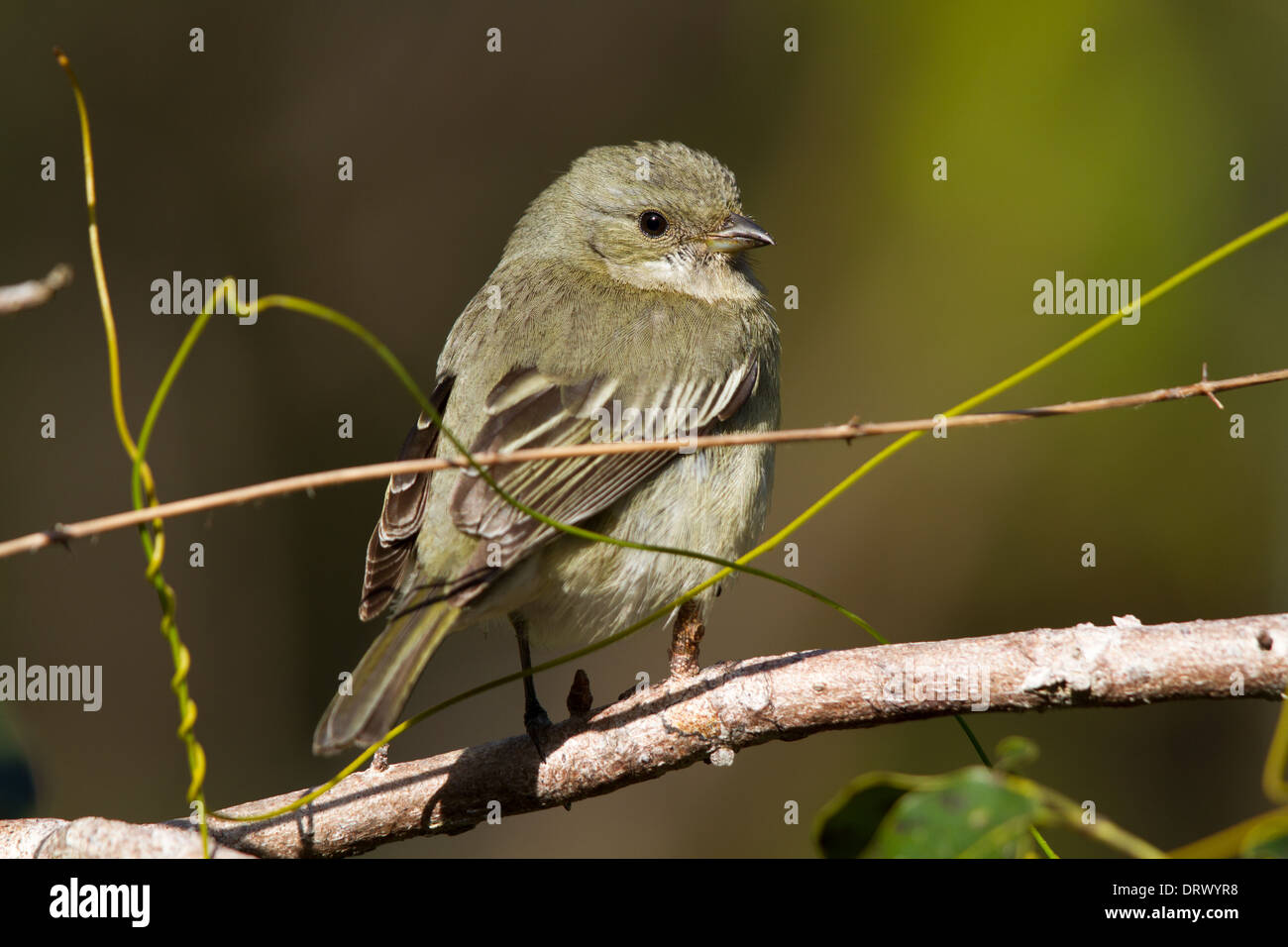 female Western Spindalis (Spindalis zena zena), Andros, Bahama Islands ...