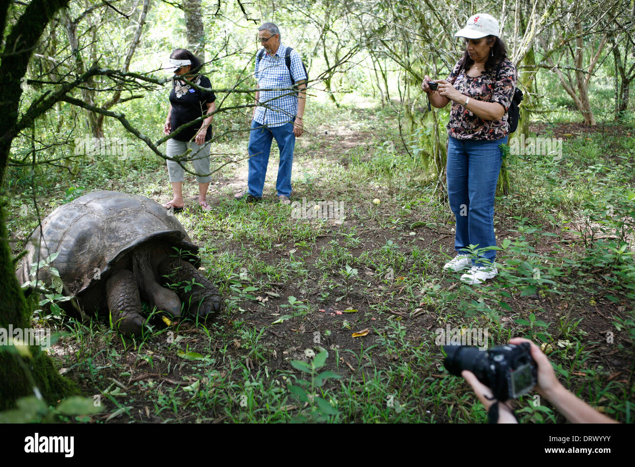 Galapagos Islands. Tourist watch a Giant Tortoise on Santa Cruz island ...