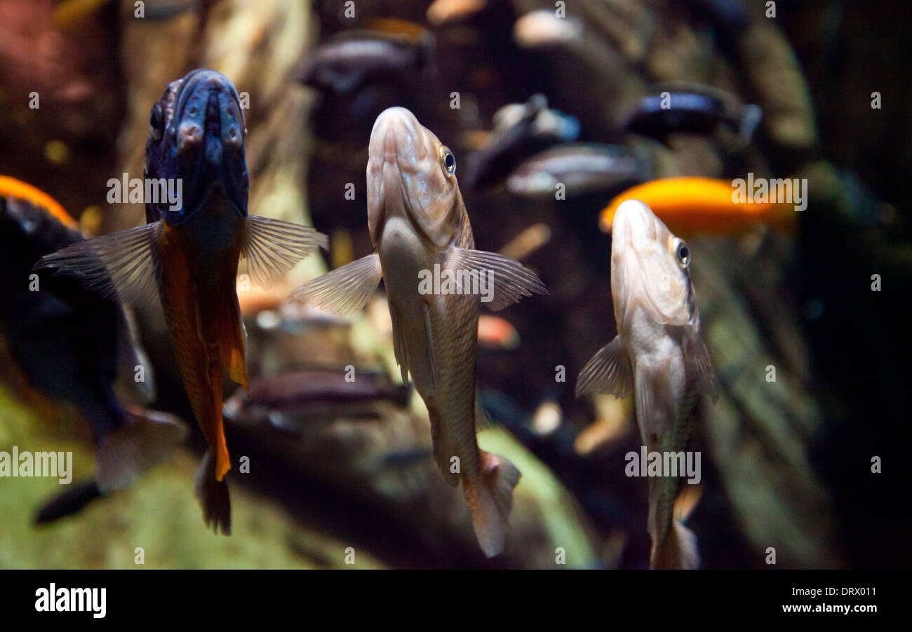 Brightly colored fish in the tropical exhibit at Atlanta's Aquarium ...
