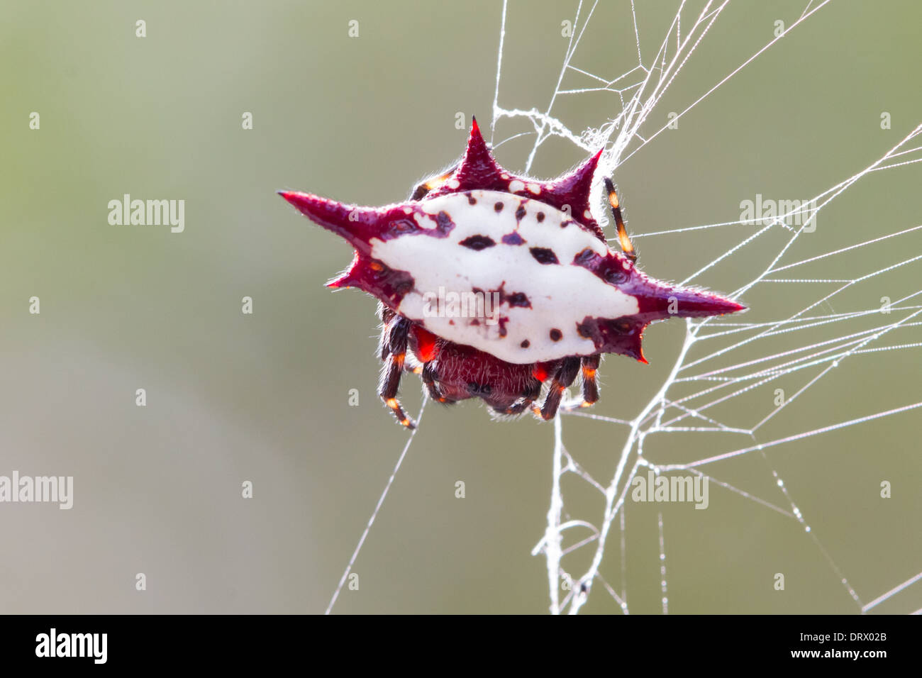 Spiny bellied orbweaver hi-res stock photography and images - Alamy