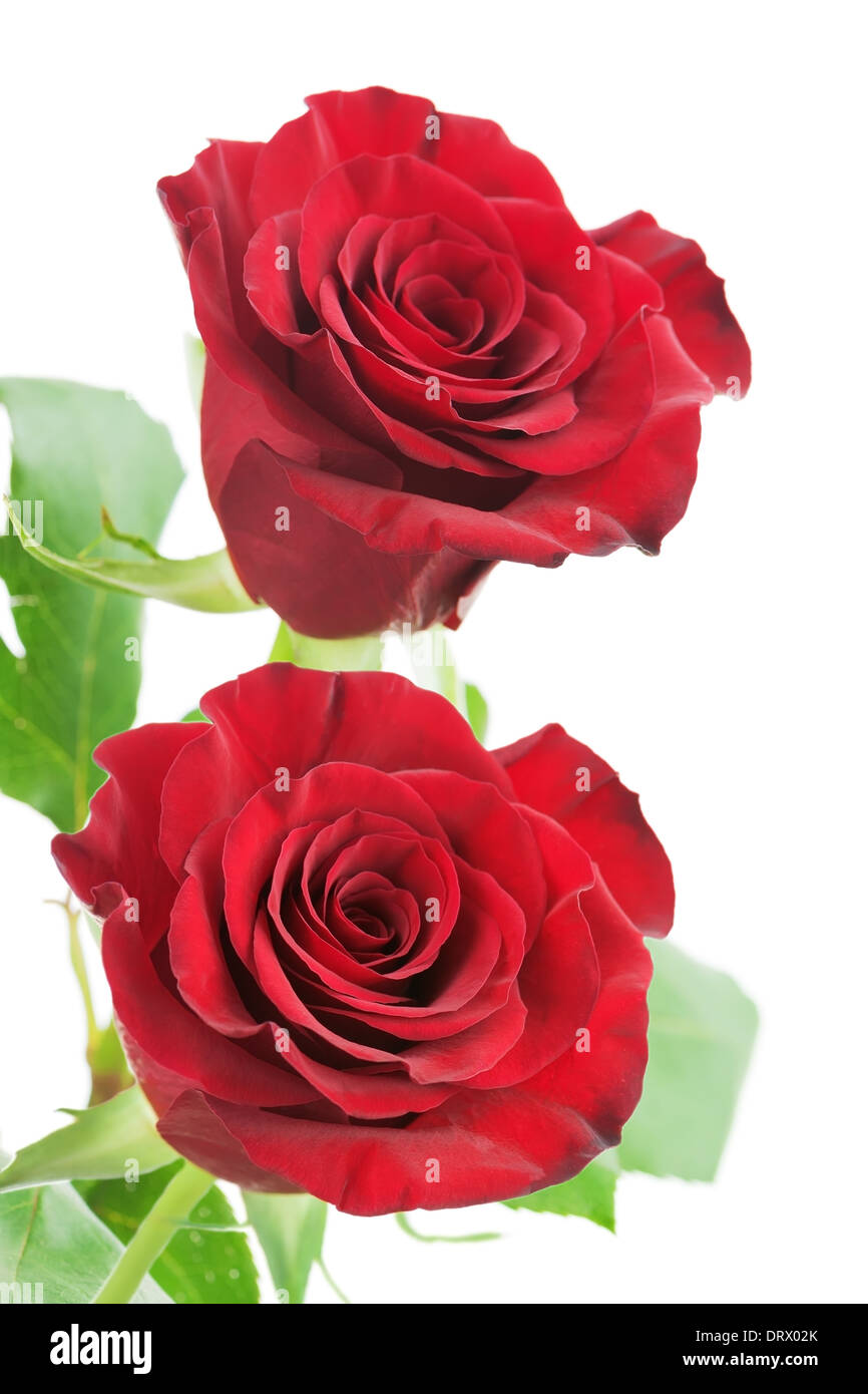 Red roses isolated on white background. Closeup Stock Photo - Alamy