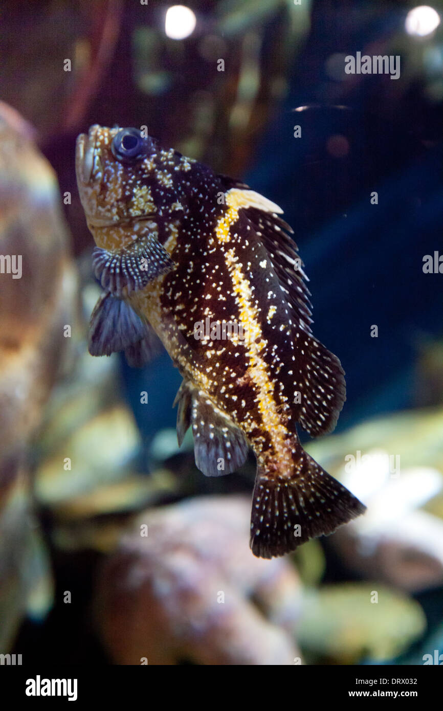 Brightly colored fish in the tropical exhibit at Atlanta's Aquarium ...