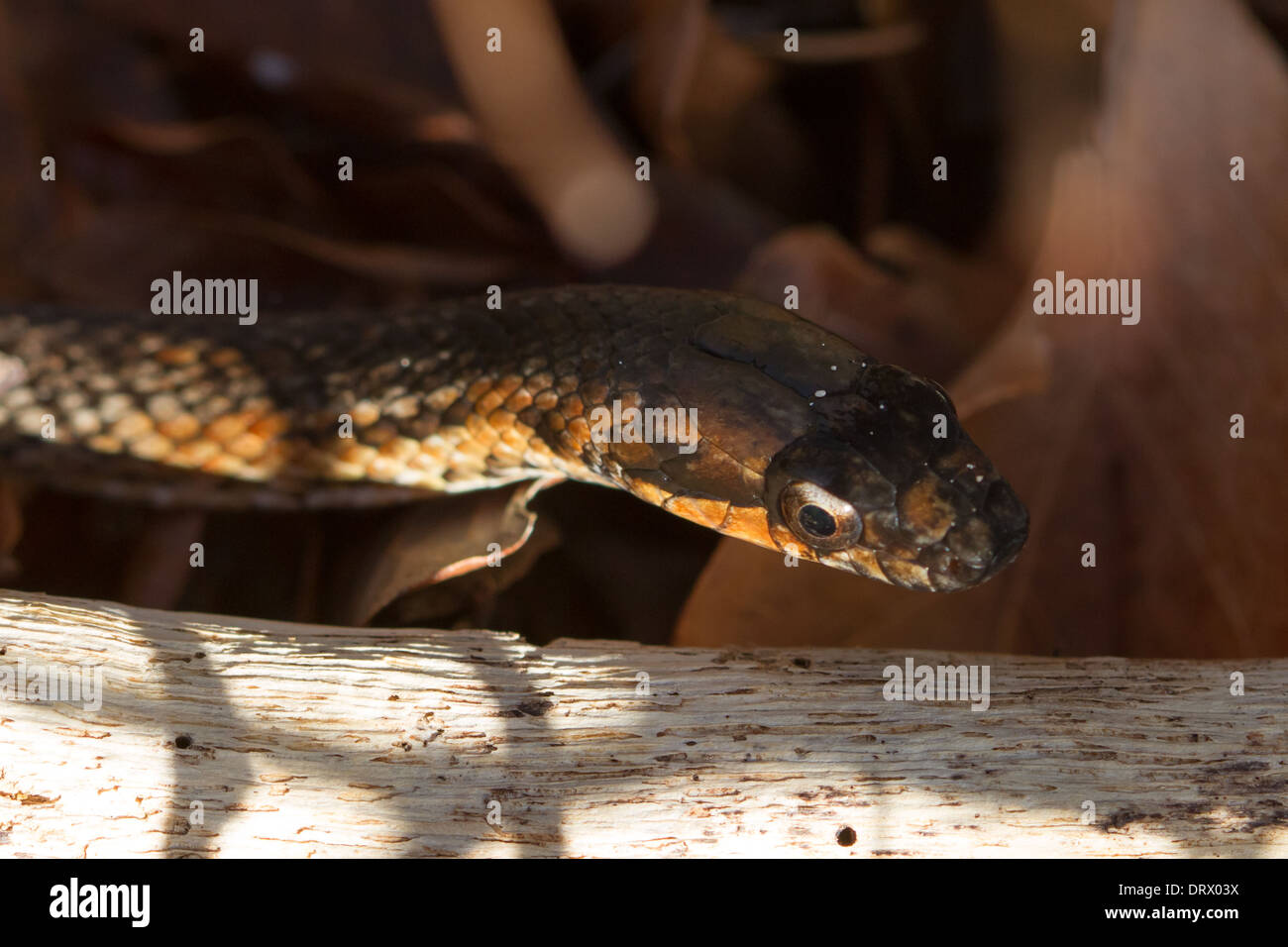 Brown racer snake hi-res stock photography and images - Alamy