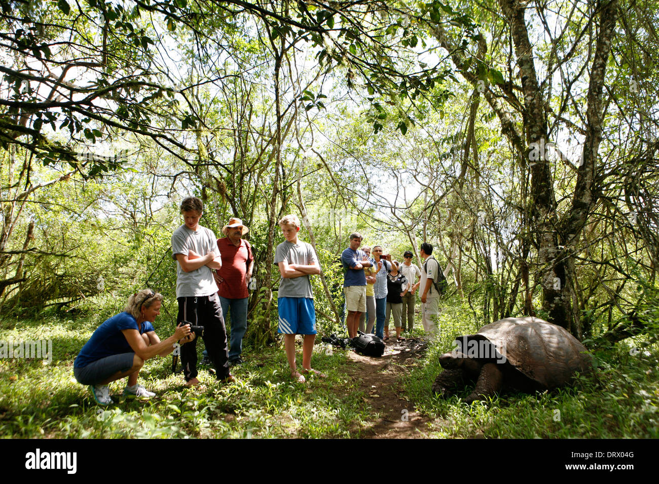 Galapagos Islands. Tourist watch a giant tortoise on Santa Cruz Island ...