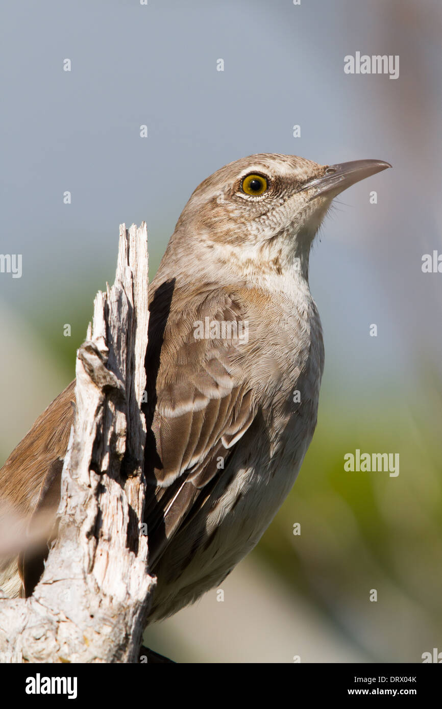 Bahama Mockingbird (Mimus gundlachii Stock Photo - Alamy