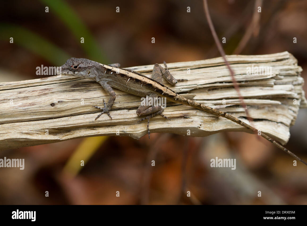 Bahama Anole