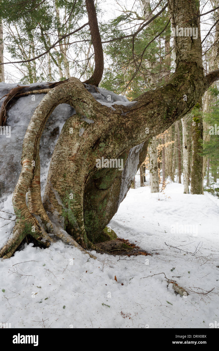 Hardwood tree in a New Hampshire USA forest Stock Photo - Alamy