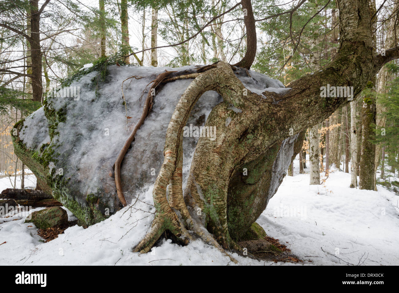 New forest birch roots hi-res stock photography and images - Alamy