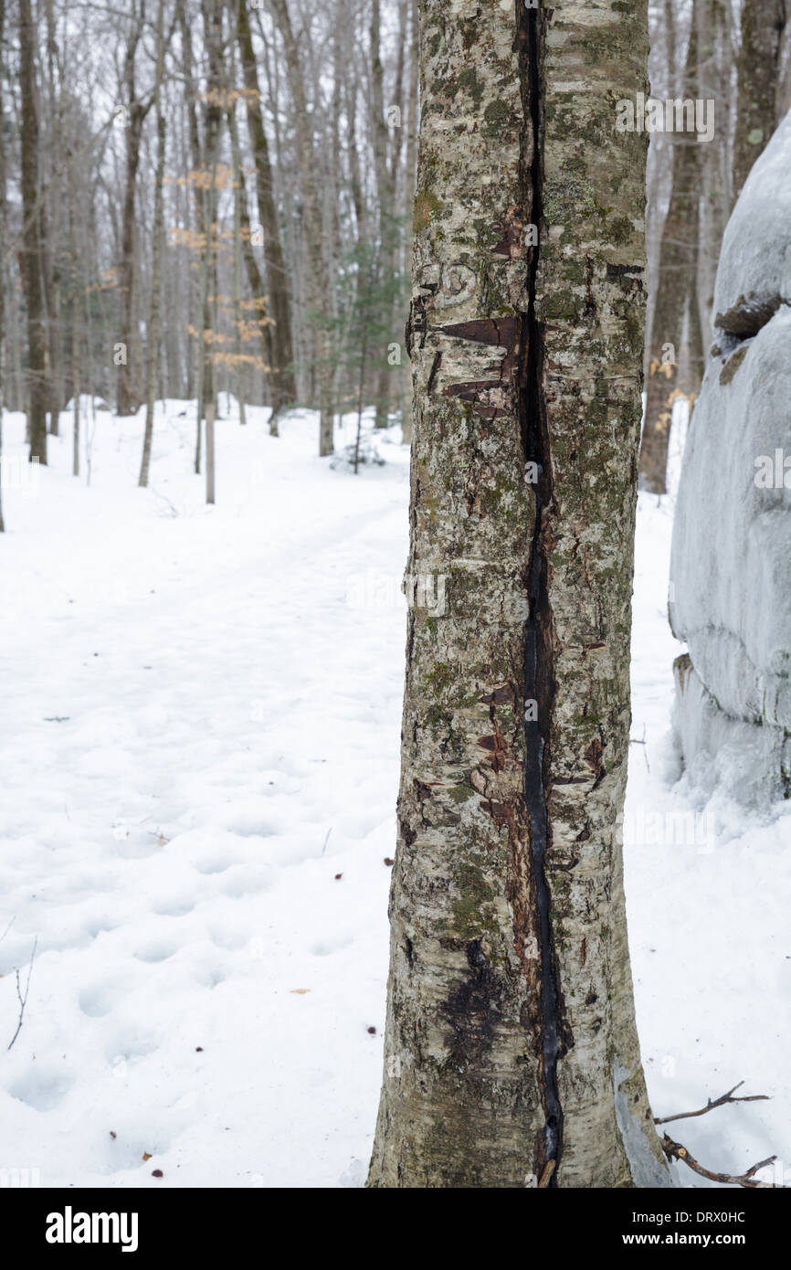 Hardwood tree in new hampshire hi-res stock photography and images - Alamy