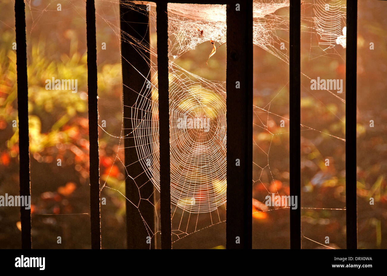 Cobweb autumn hi-res stock photography and images - Alamy