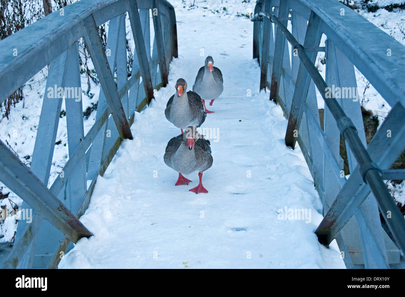 Three geese hi-res stock photography and images - Alamy