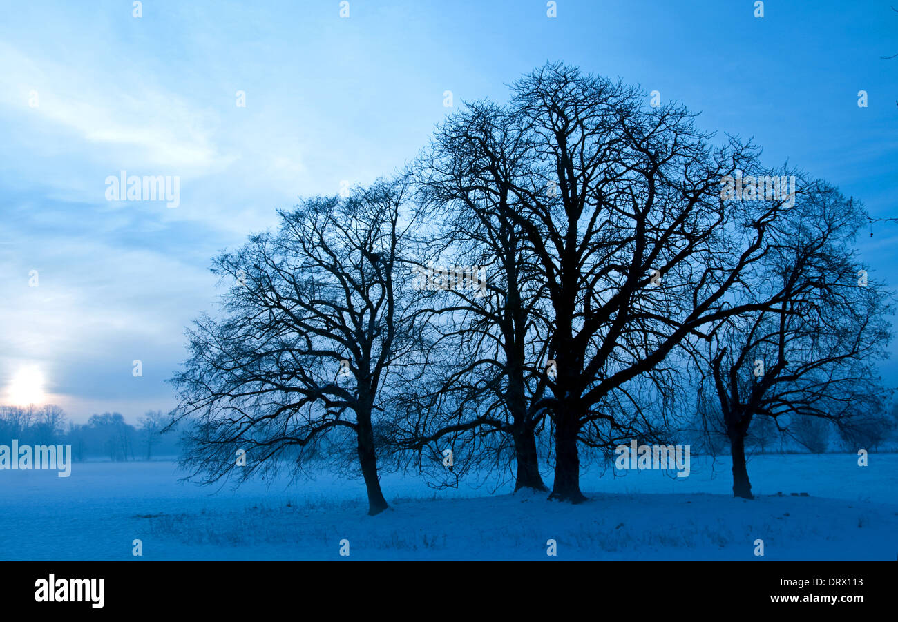 Sunrise winter trees hi-res stock photography and images - Alamy