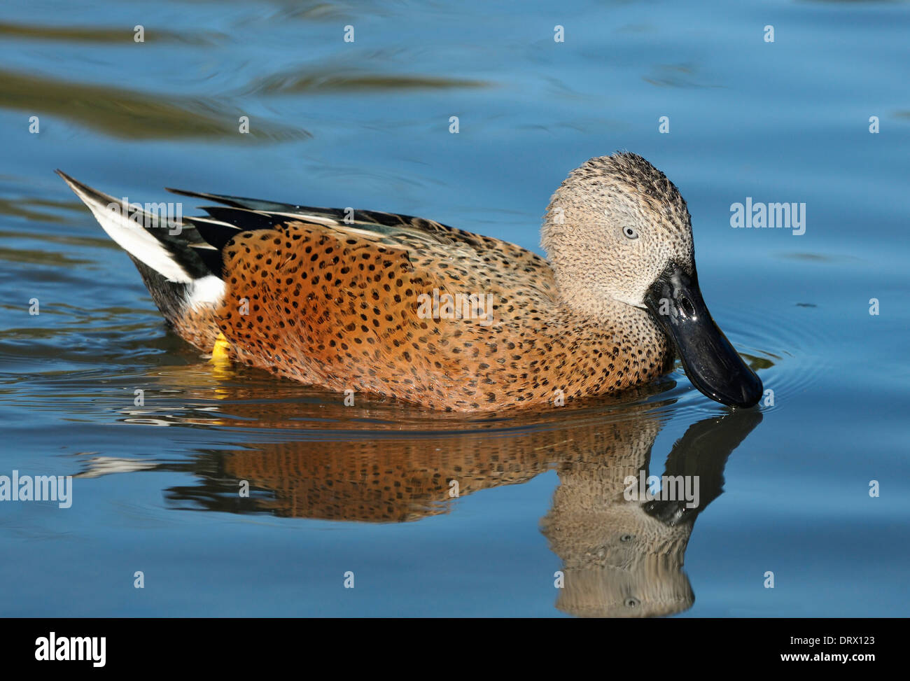 Red Shoveler Duck High Resolution Stock Photography and Images - Alamy