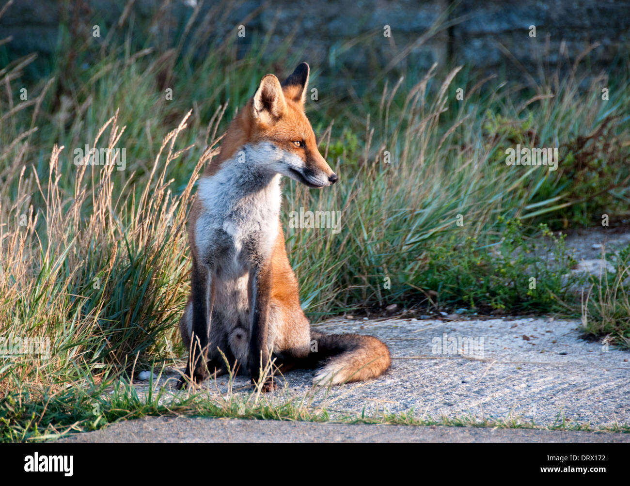 Fox sitting on step Stock Photo - Alamy