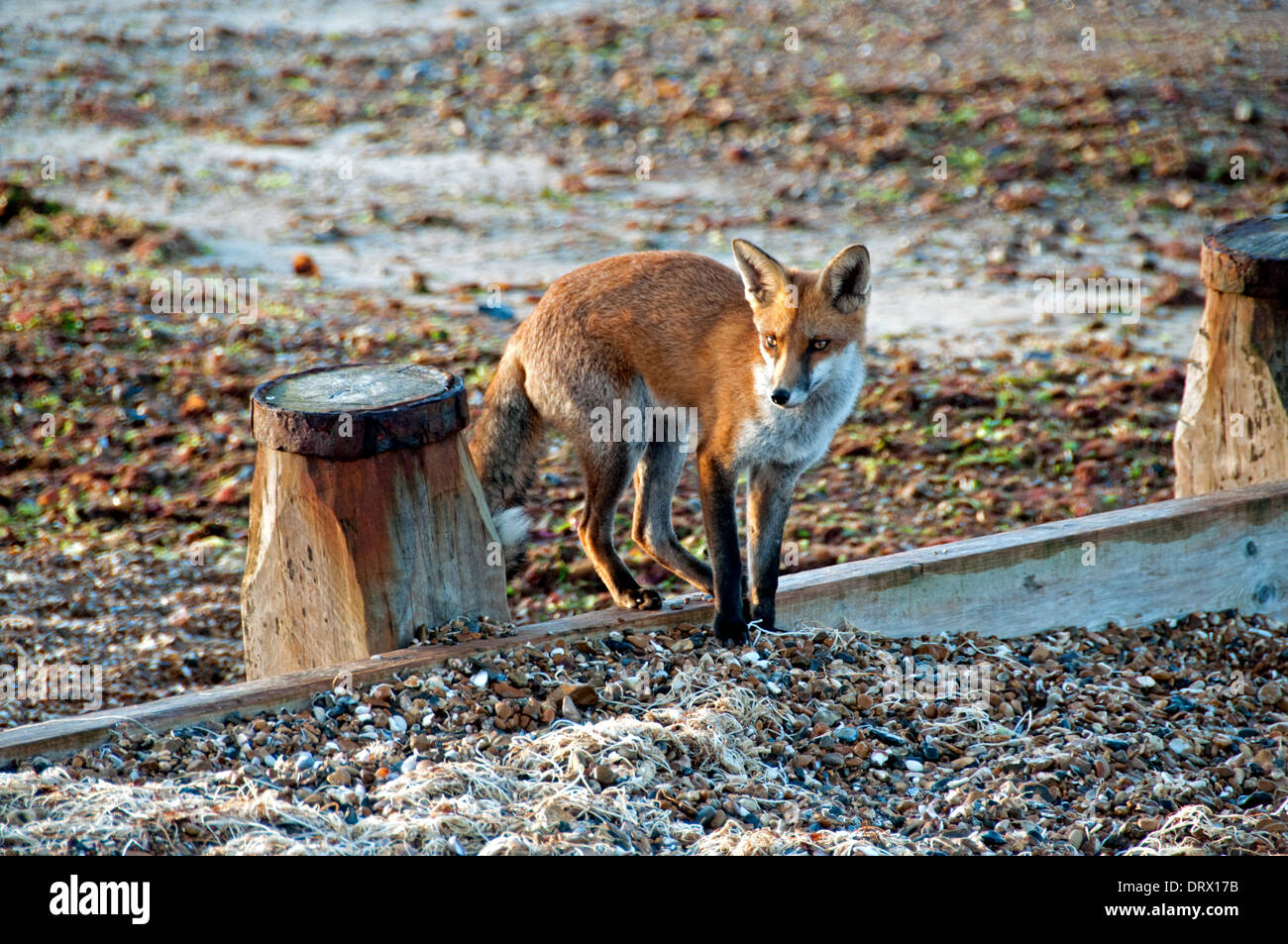 Fox on beach Stock Photo - Alamy
