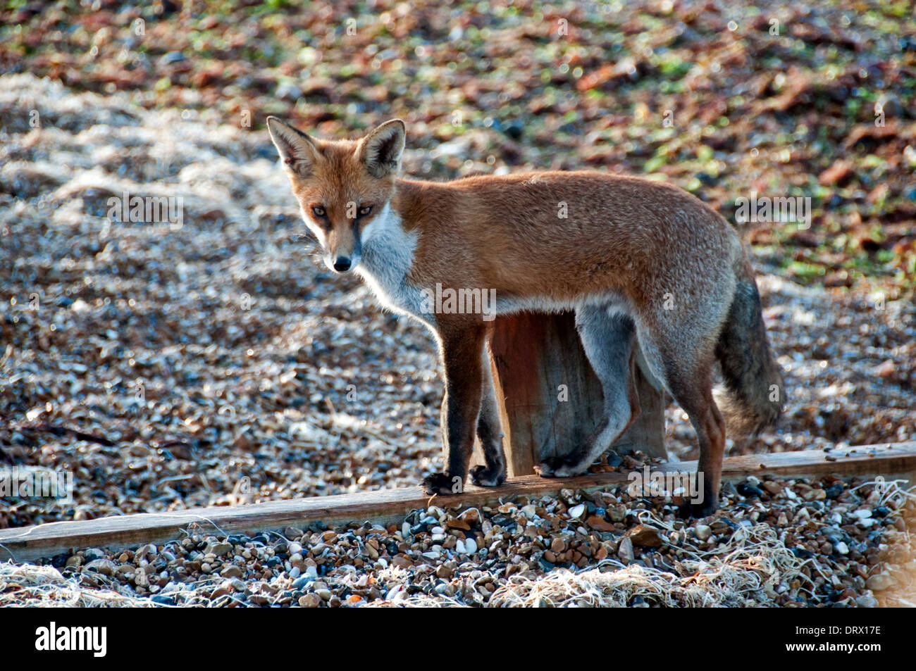 Fox on beach Stock Photo - Alamy