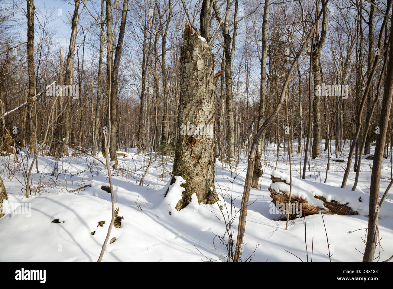 Snapped tree in forest along the Mt Tecumseh Trail in Waterville Valley ...