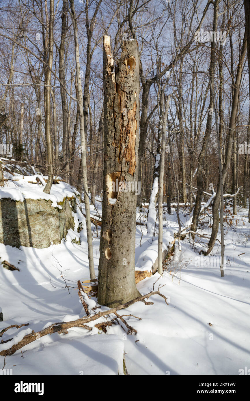 Snapped tree in forest along the Mt Tecumseh Trail in Waterville Valley ...