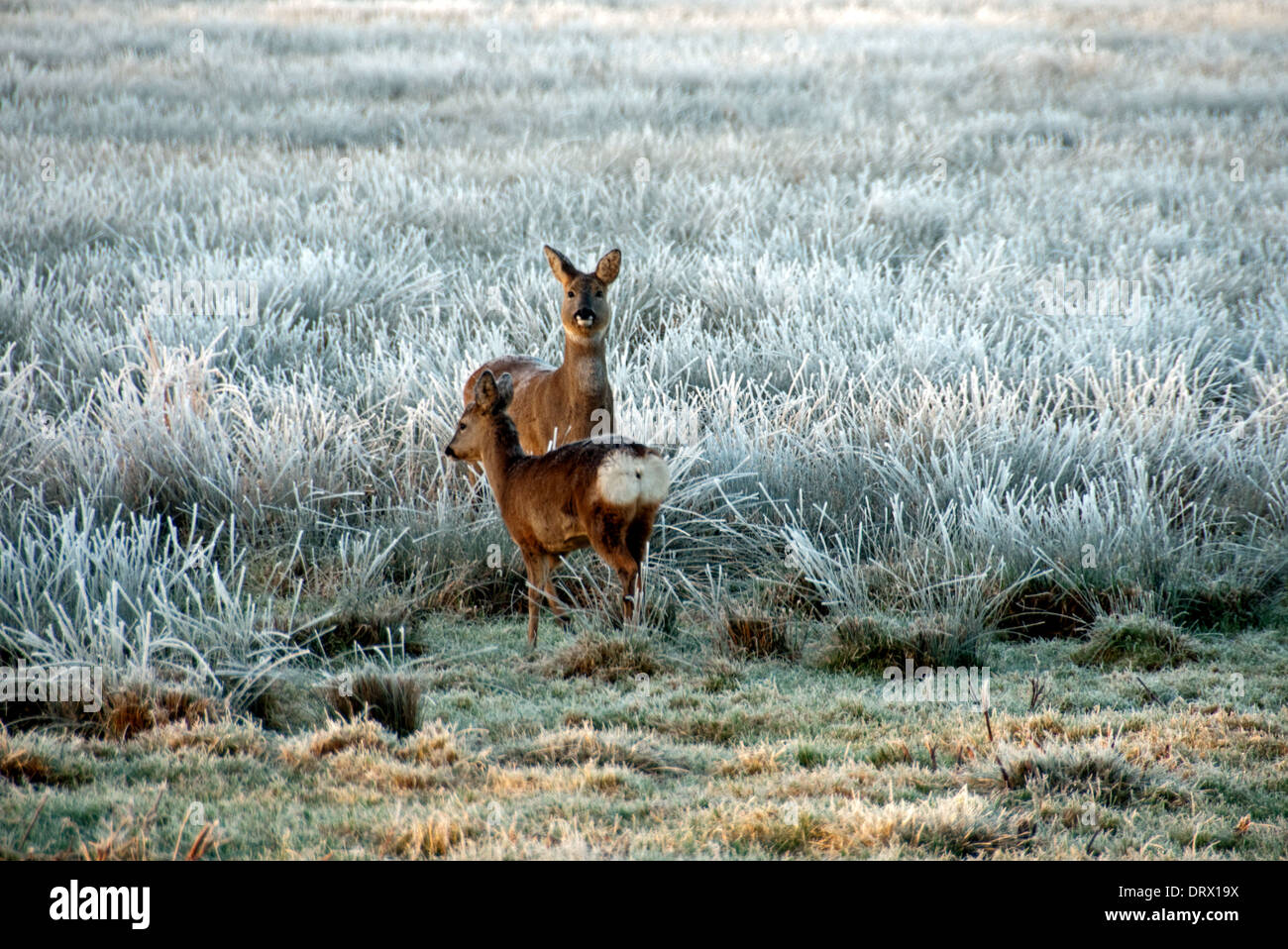 Roe Deer Fawn High Resolution Stock Photography and Images - Alamy