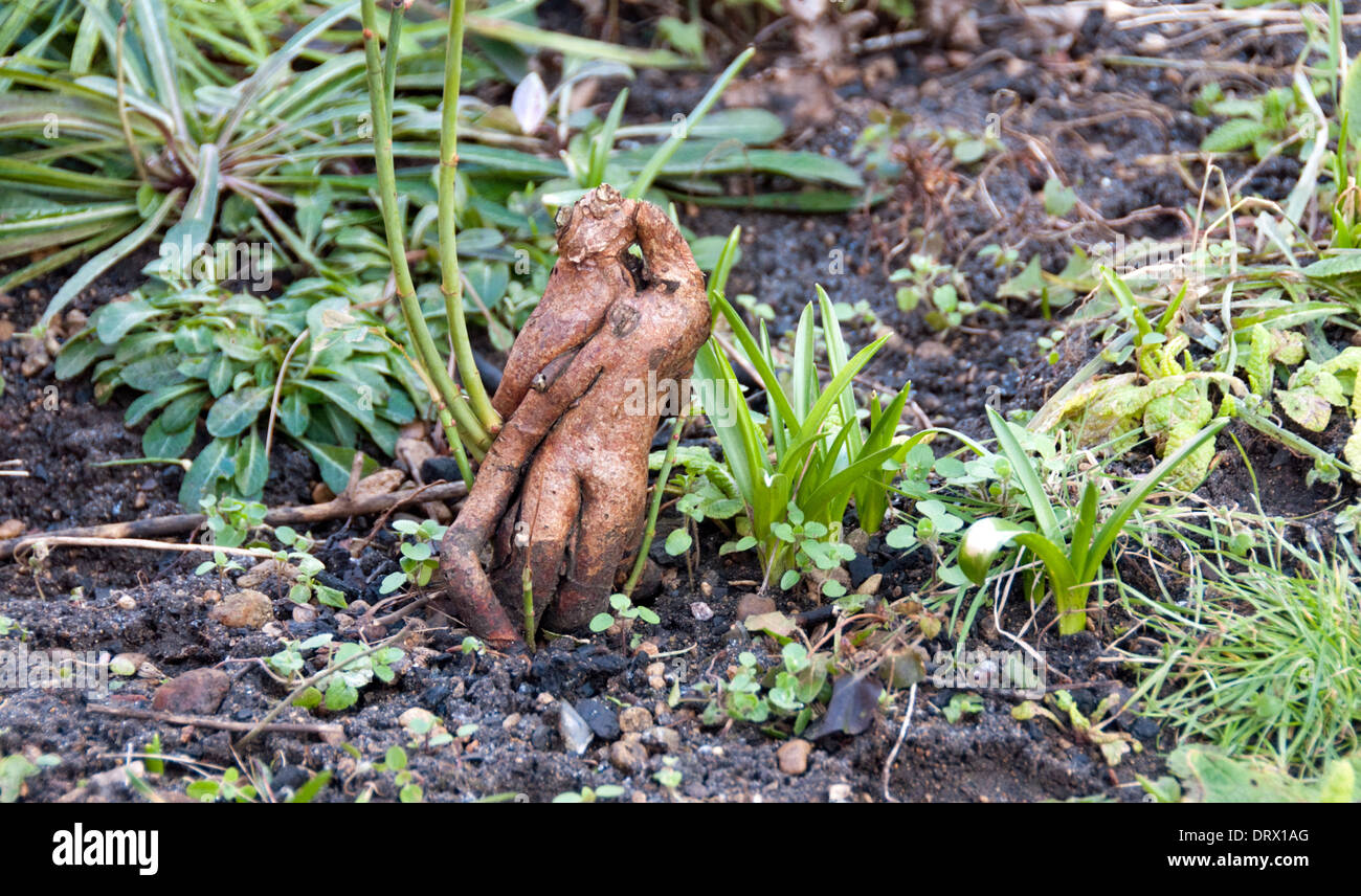 Rose with roots hi-res stock photography and images - Alamy