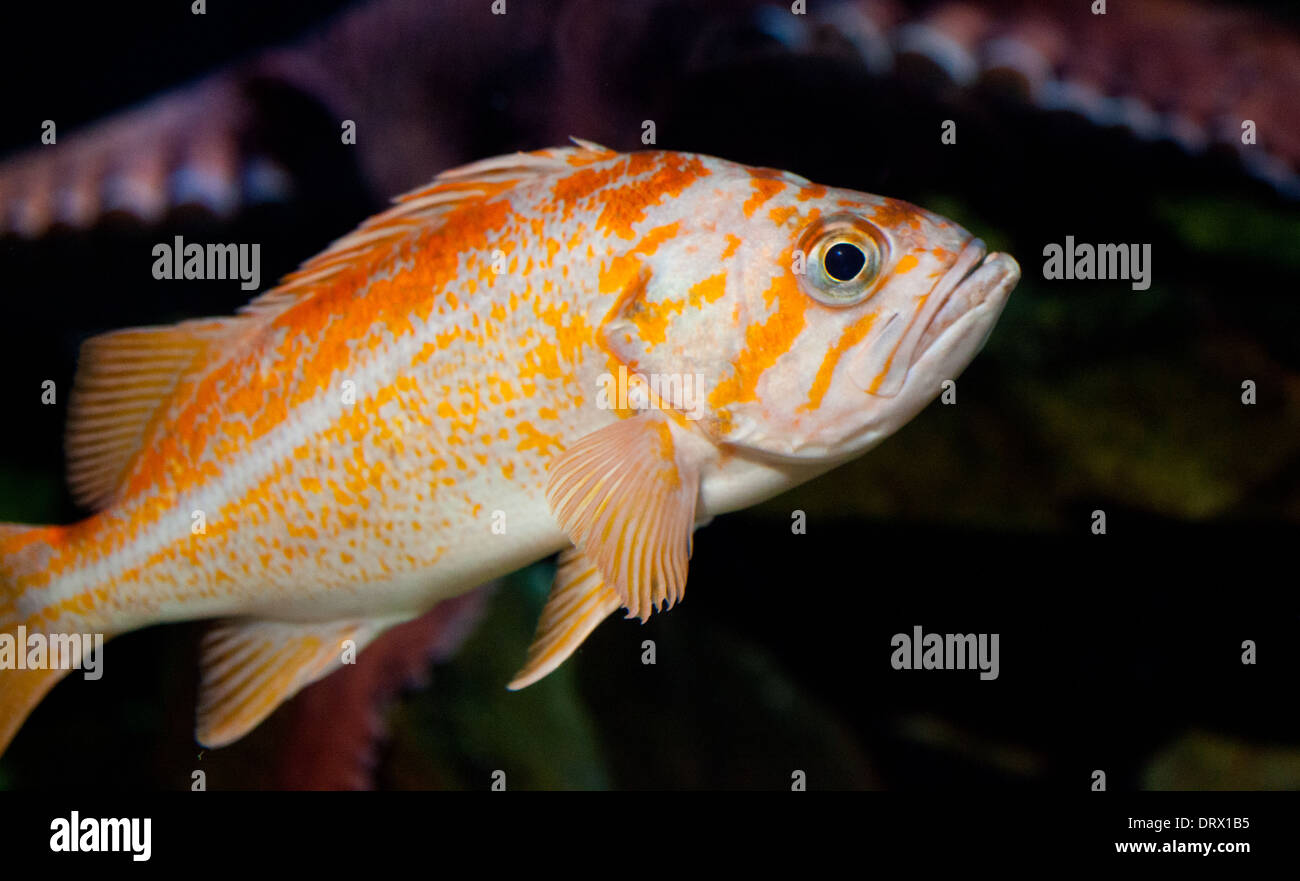 Brightly colored fish in the tropical exhibit at Atlanta's Aquarium ...