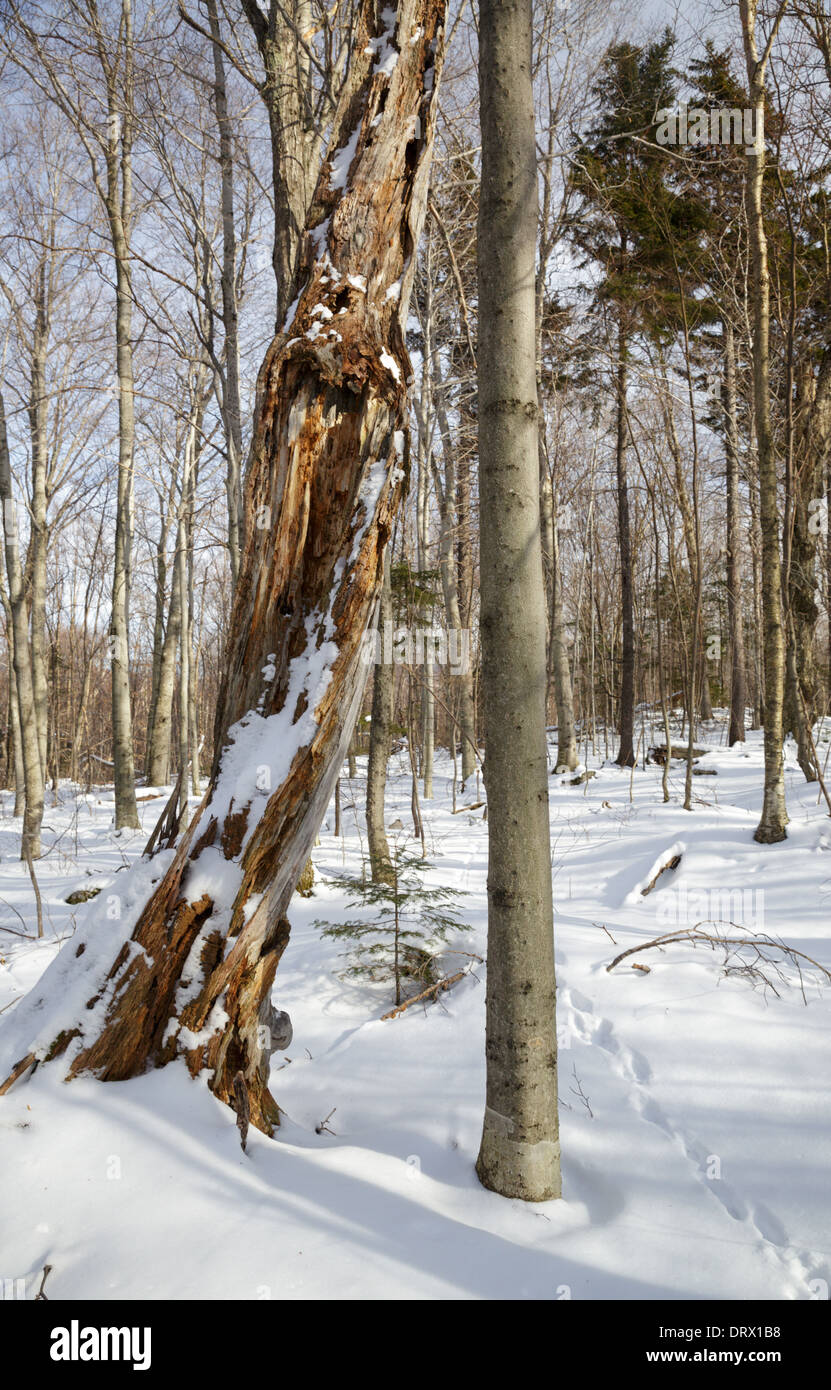 Snapped tree in forest along the Mt Tecumseh Trail in Waterville Valley ...
